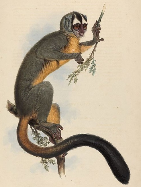 Généalogie DUCOS - PONTET